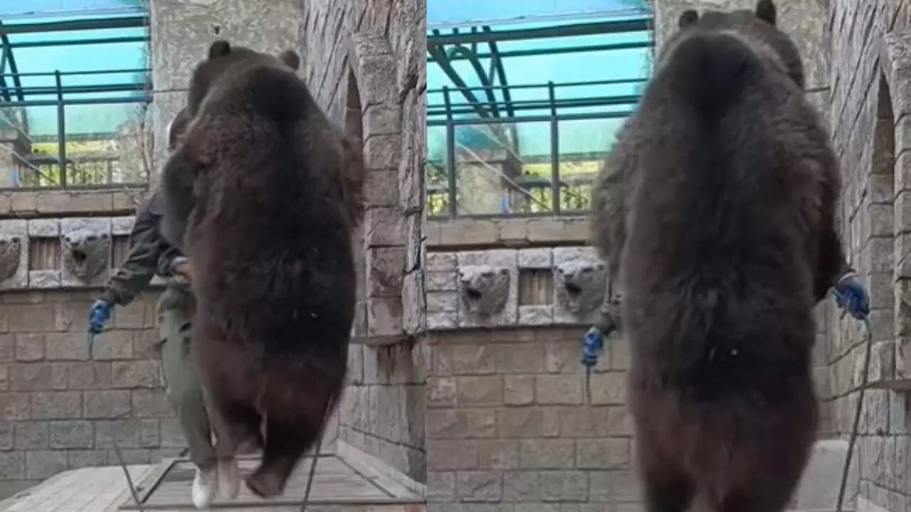 Massive Bear Skipping Rope Goes Viral | Watch Video | Times Now