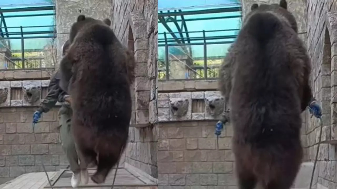 Massive Bear Skipping Rope Goes Viral | Watch Video | Times Now
