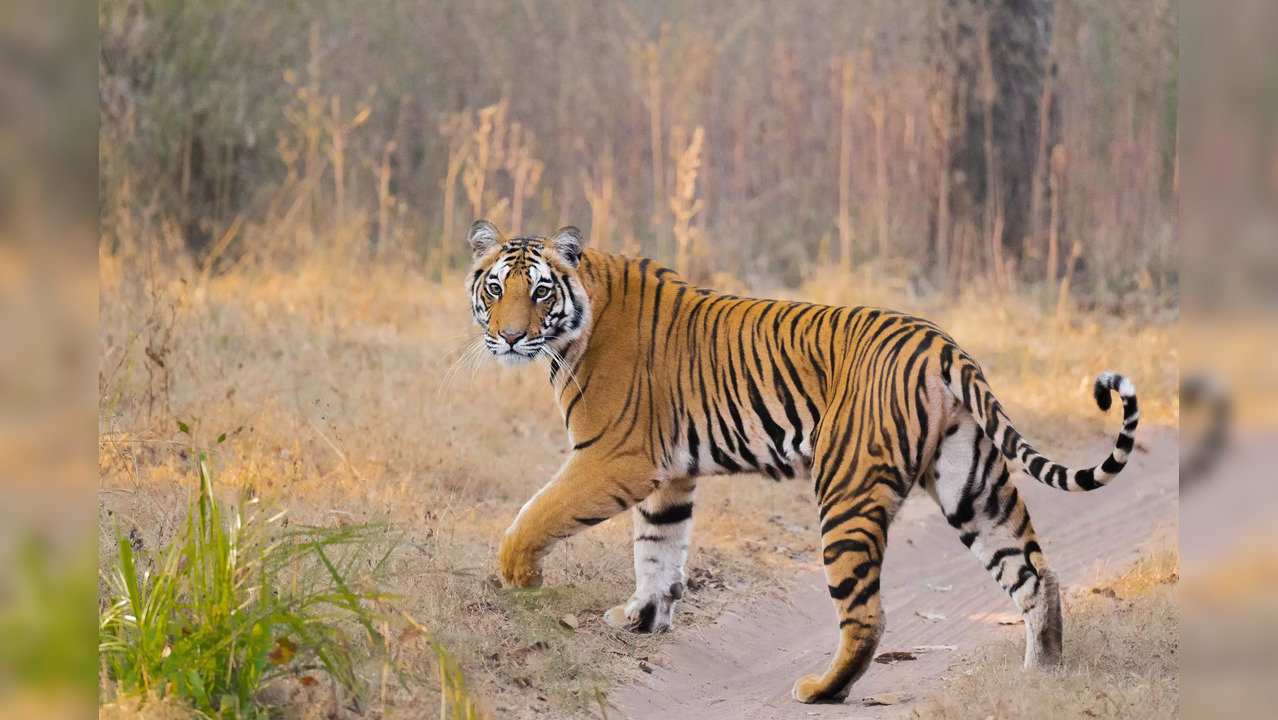 Maharashtra tiger covers 2,000km and four states in hunt for mate ...