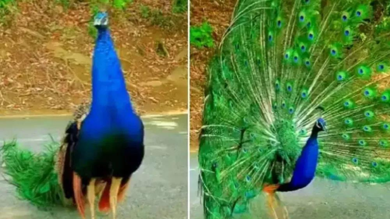 Peacock dances in temple in a small village in Mangalore | ஆன்மீகம் ...