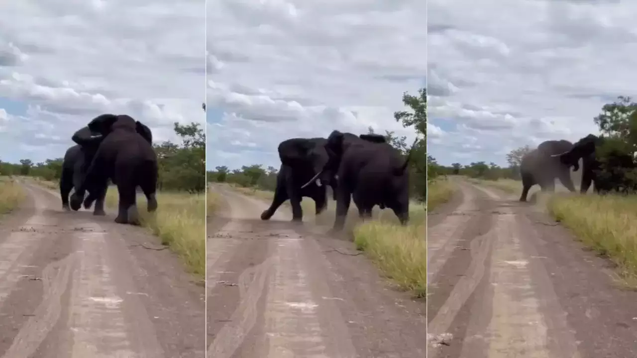 fight between two elephant video viral - Viral : हत्ती बिथरले आणि ...