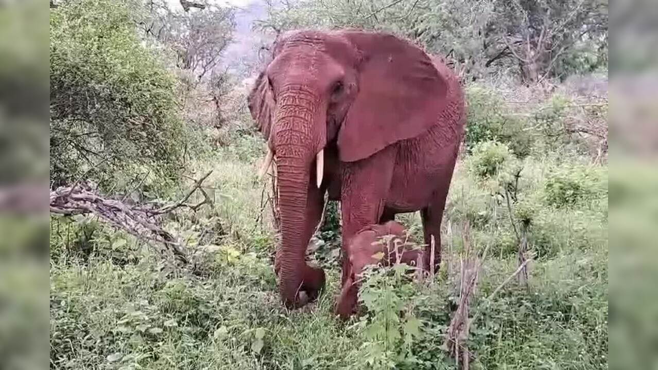Elephant's Sweet Return: Introducing Adorable Baby to Keepers in Viral ...