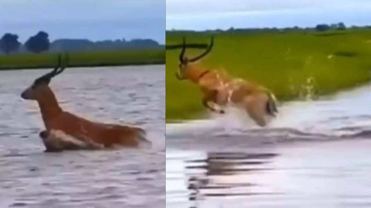 Viral Video: Deer Escapes Chasing Crocodile In Shocking Clip | Watch ...