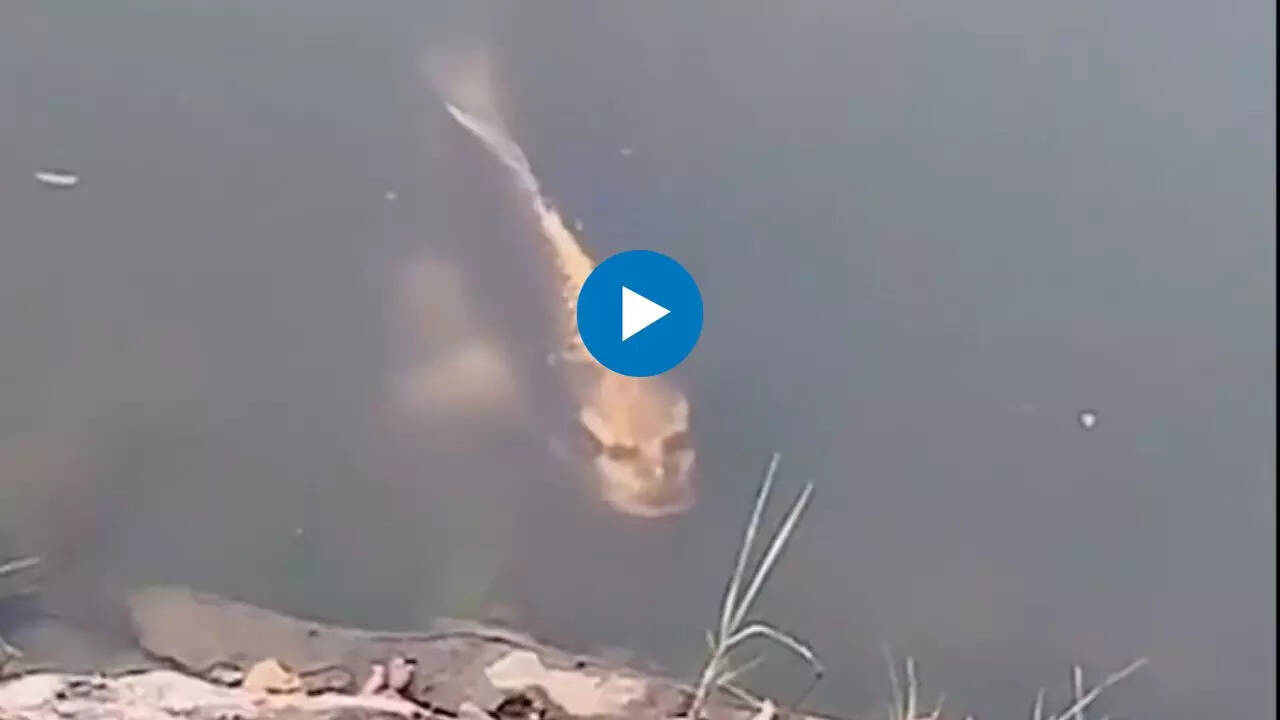 Viral Video Fish With a Human-Like Face? eyes, nose, mouth all same ...