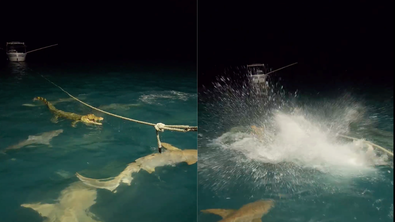 Viral Video: Lone Crocodile Takes on Massive Group of Sharks | Times Now