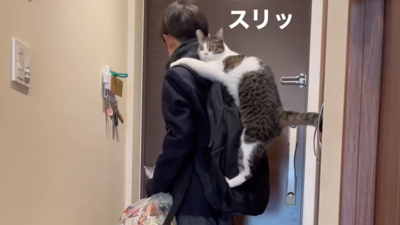 Viral Video: Back-Climbing Pet Cat Refuses to Let Schoolboy Leave House ... Viral Video: Back-Climbing Pet Cat Refuses to Let Schoolboy Leave House ...
