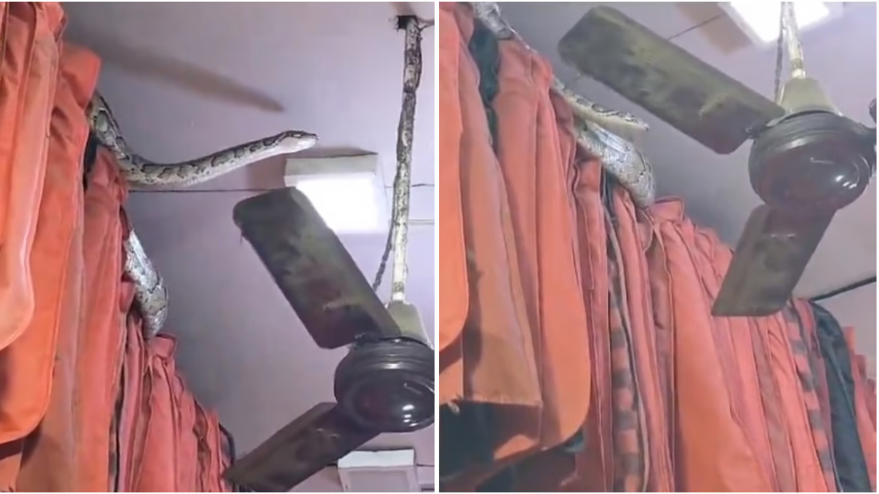 Viral Video: Massive 14-Foot-Long Python Slithers Inside Clothing Shop In UP's Meerut. Watch ...