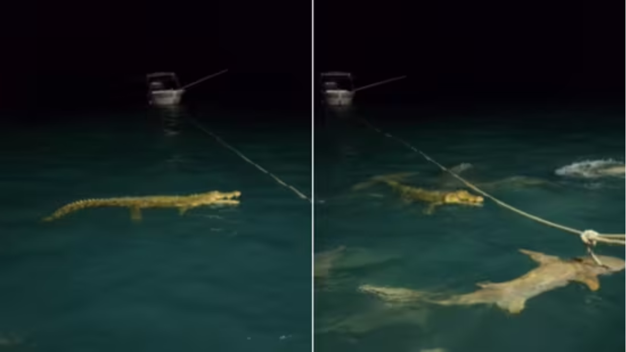 Watch: Group of Sharks Circle Crocodile, Viral Video is Straight Out of a Nightmare | Times Now