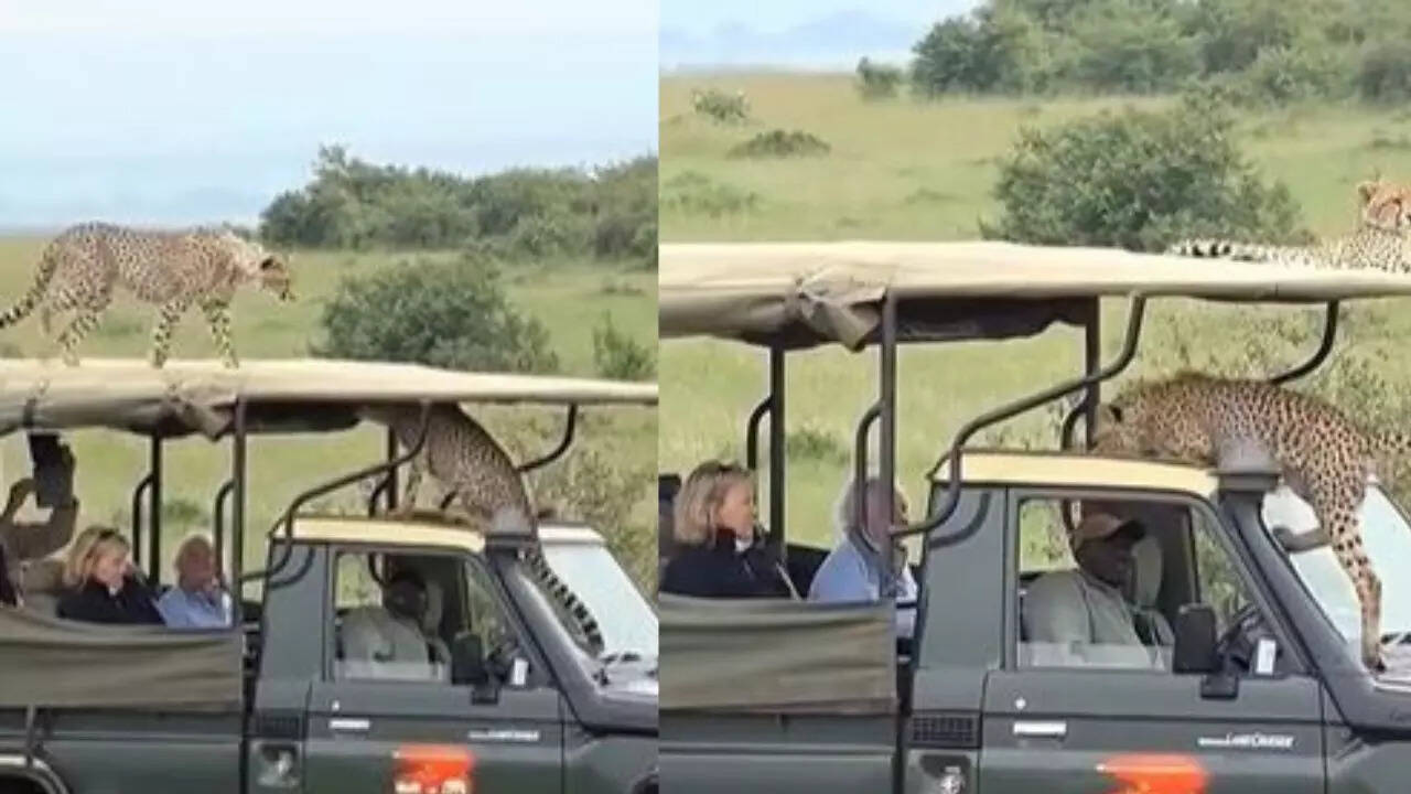 Viral Video: Leopards Climb On Open Safari Vehicle, This Is What ...