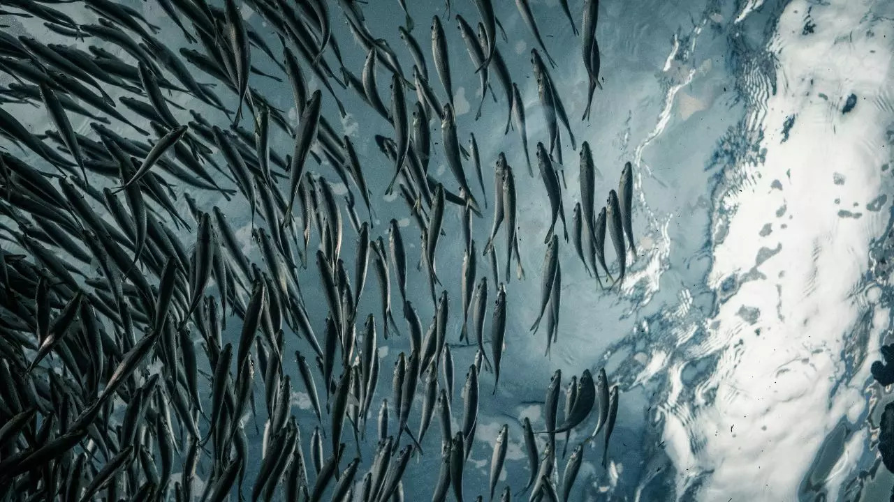 Thousands of Tons of Dead Sardines Blanket Northern Japan Beach | World ...