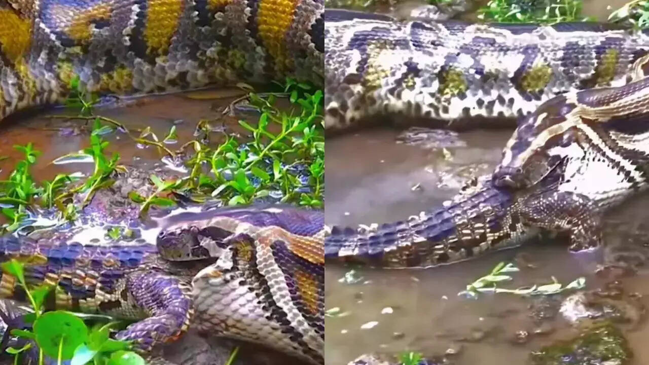huge python eats crocodile alive video - Viral: मगरीला अजगराने जिवंत ...
