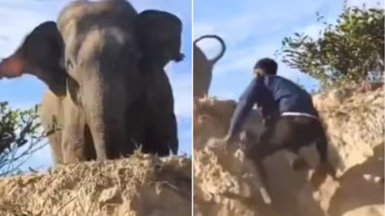 'Identify The Real Animal': Elephant Charges at Men Trying to Scare It ...