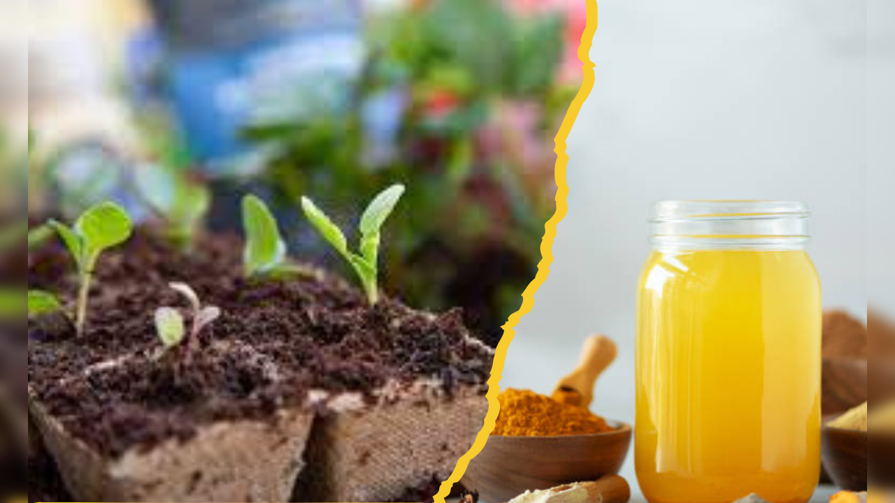 use turmeric powder for bacterial and fungal infections in potting soil ...