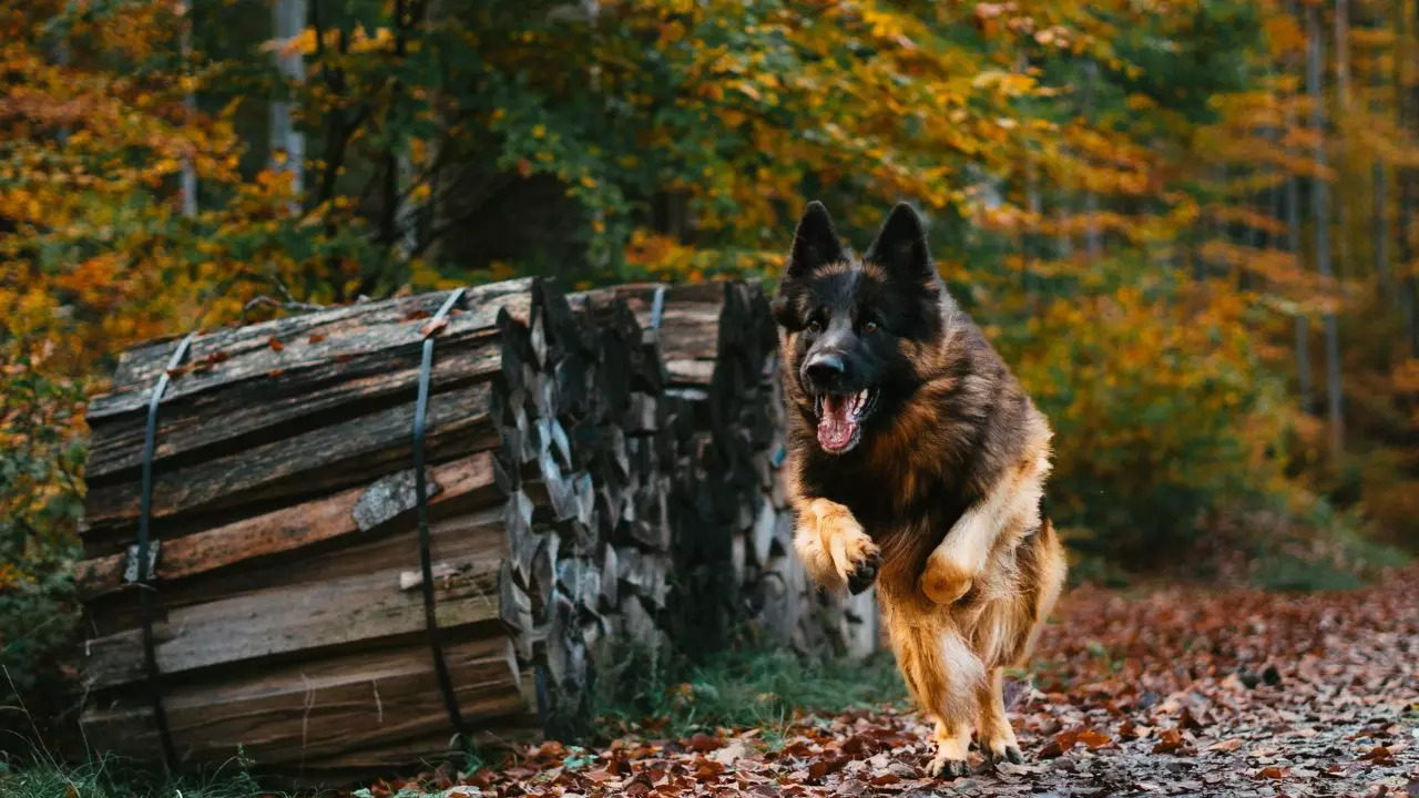 3 Dogs Escape Yard, Maul 50-Year-Old Woman To Death In Greece; Owner ...