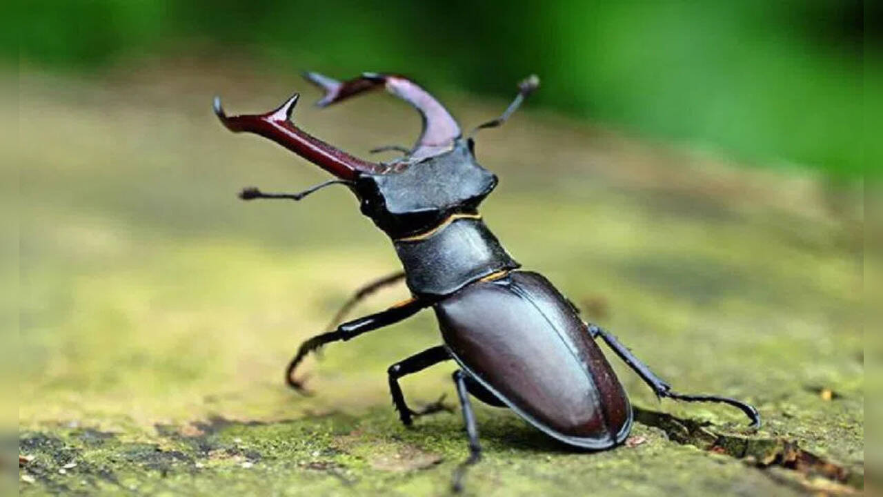 the most expensive insect in the world | వైరల్ News, Times Now Telugu