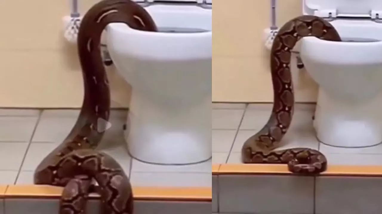 Viral Video: Massive Snake Crawls Out Of Commode In Chilling Clip ...