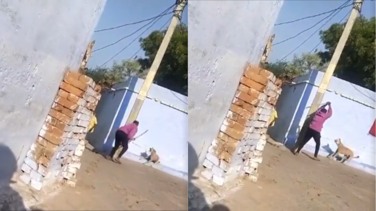 UP News: UP Man Ties Dog To Pole, Beats It To Death For 'Eating' Goats ...