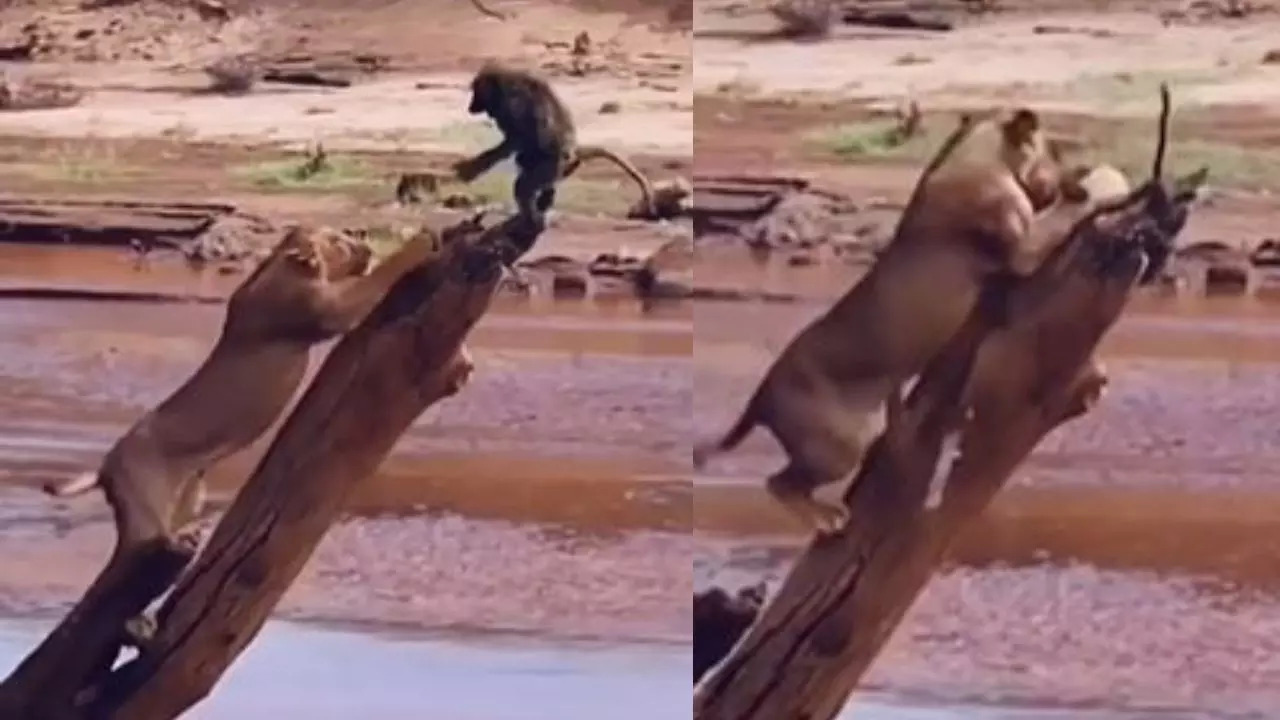 Viral Video: Monkey Wrestling A Lion Is An Unusual Sight You Shouldn't ...