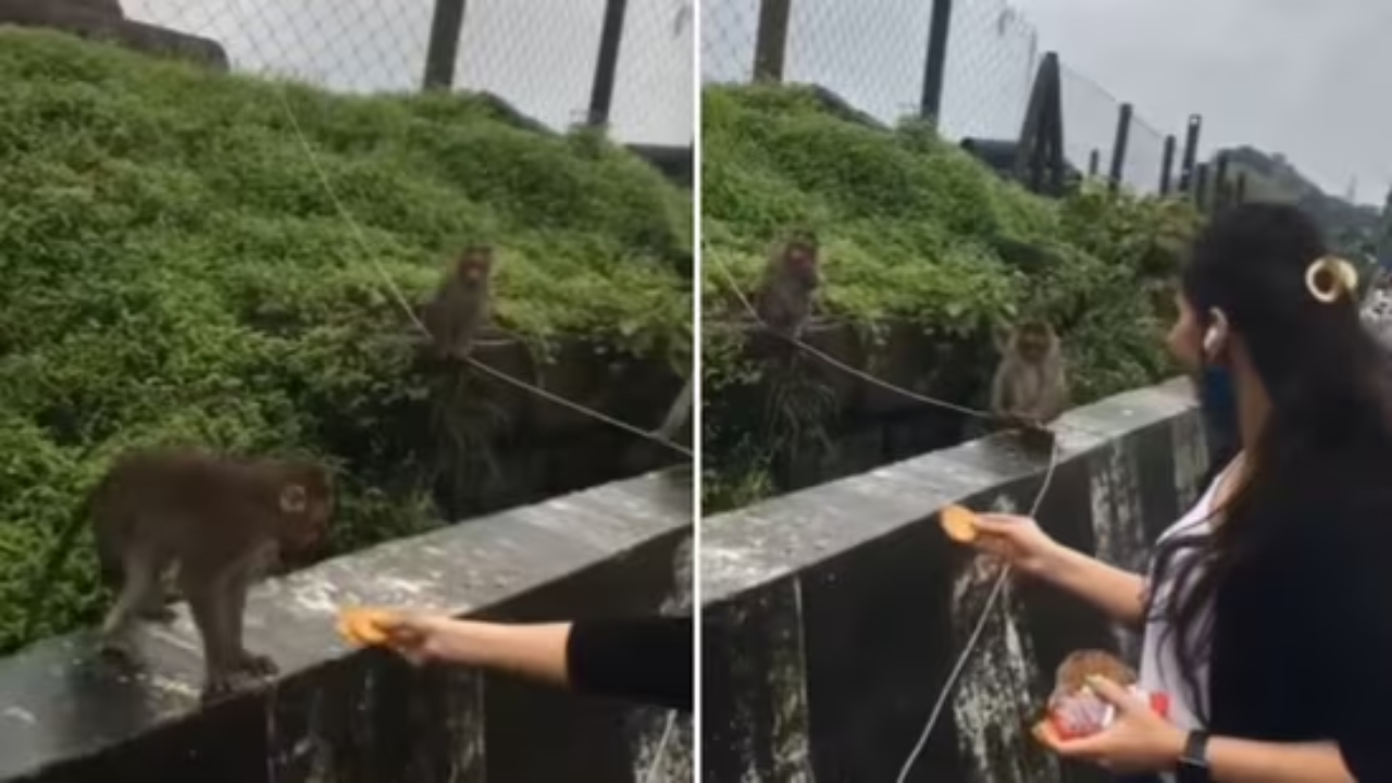 Viral Video: Monkeys Refuse To Take Food From Woman, Internet Calls It ...