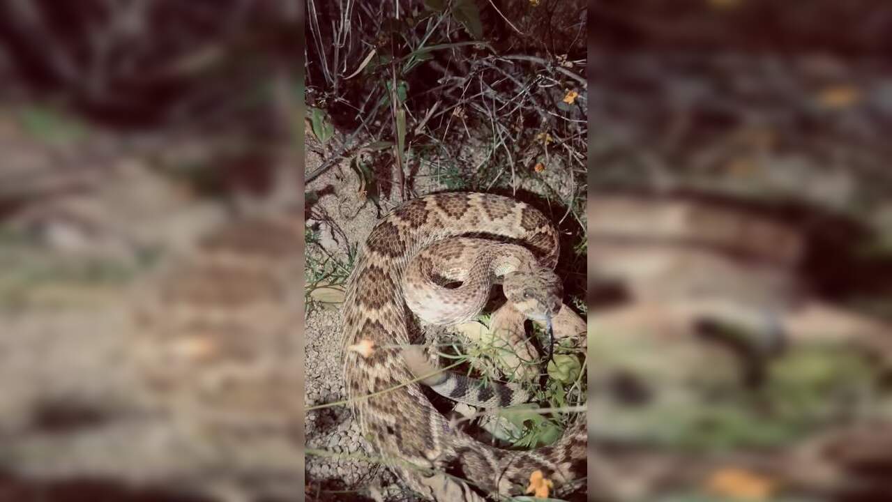 Watch: This Clever Snake Can Convince Humans That ‘Danger is Closer ...