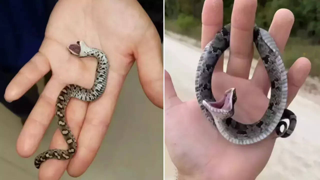 viral video snake pretends to die if you touch then behave like a big ...