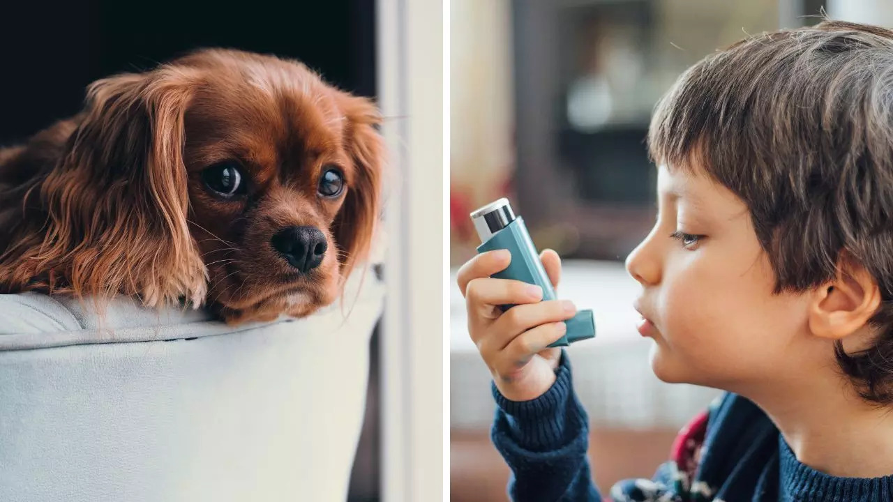 Asthma: "I Have Asthma, Can I Keep a Pet?" Doctors Answer | Health News ...
