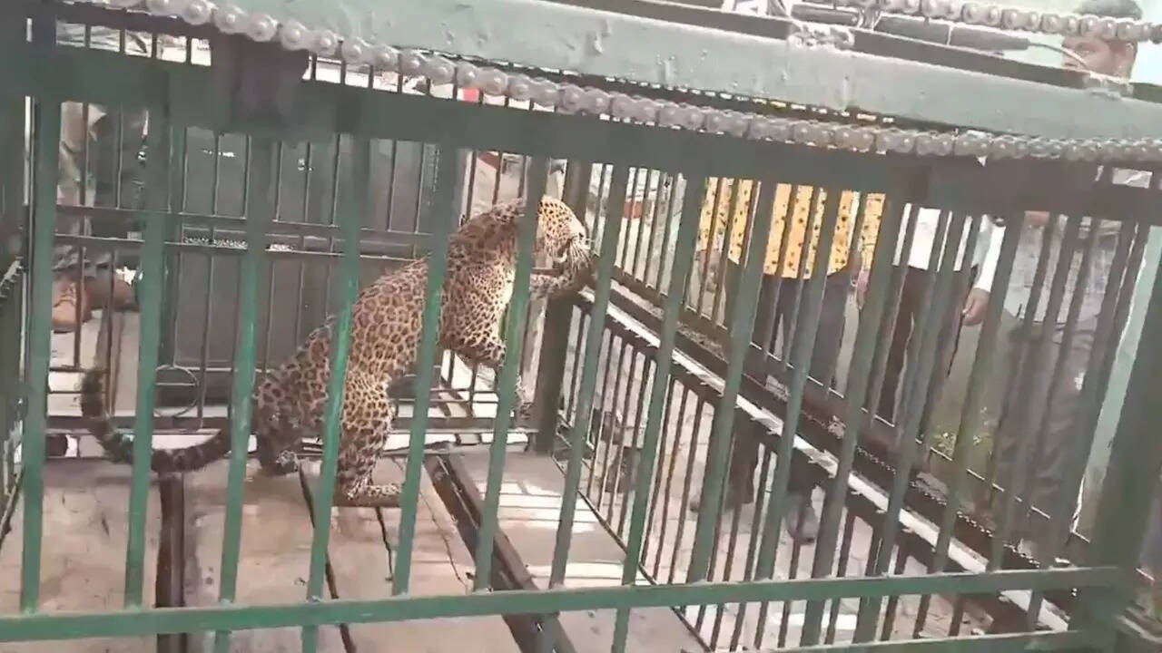 Viral Video: Caged Leopard Charges at Cameramen After Rescue From MP ...