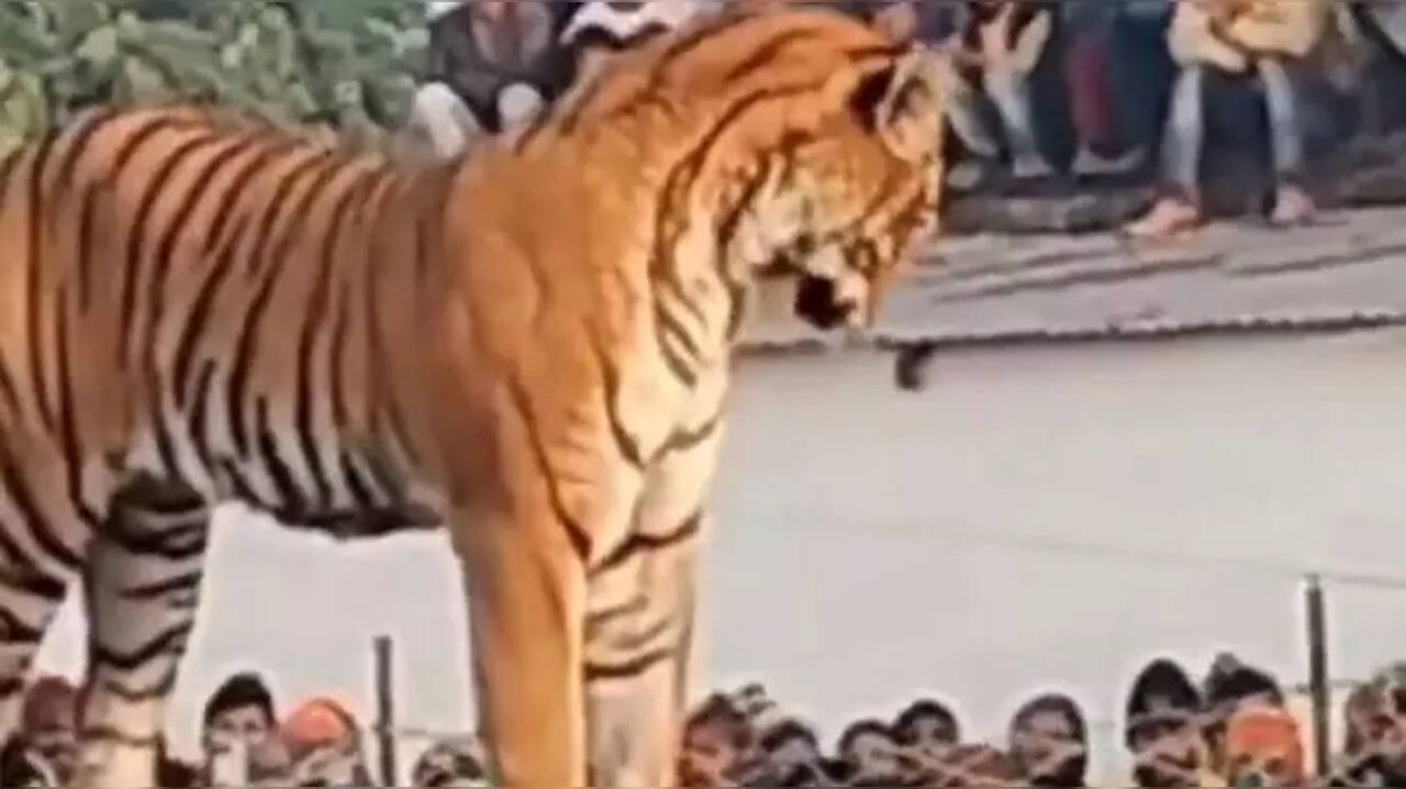 Tiger Enjoying Winter Sun: Tiger's Day Out: Majestic Beast In UP's ...