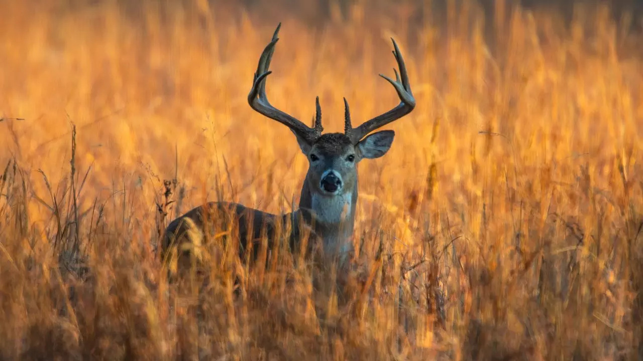 Zombie Deer Disease: Experts Concerned Over Possible Transmission To ...