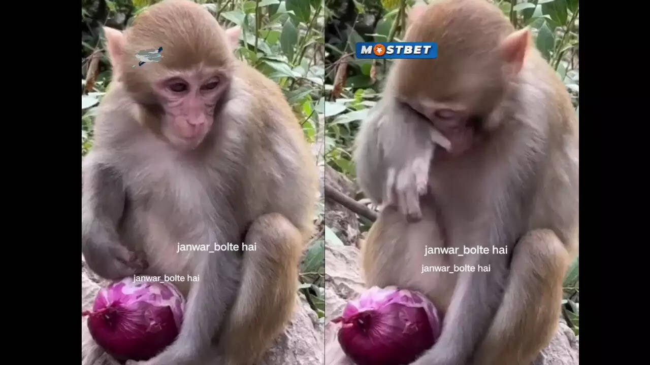 video of monkey eating a onion monkey reaction goes viral | వైరల్ News ...