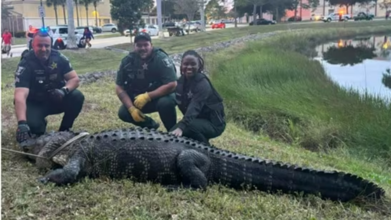 Viral Video. Massive 12-Foot Gator 'Shops' at Florida Mall, Captured ...