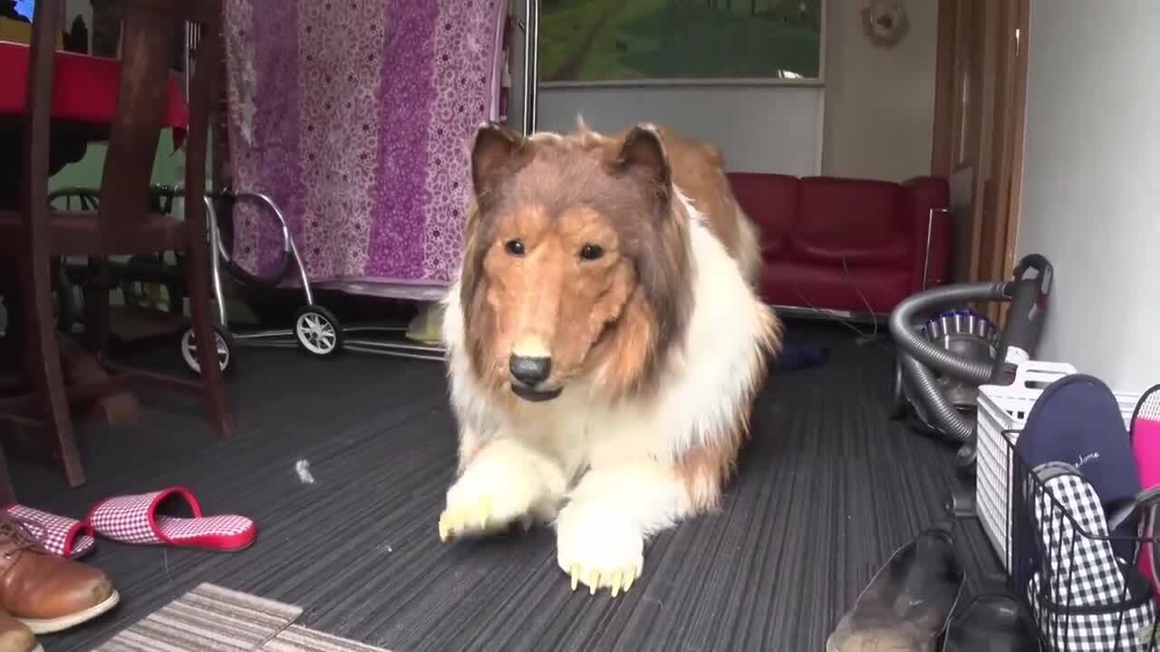 Watch: Japanese Man Who Turned Into A Dog Takes Agility Test in Border ...