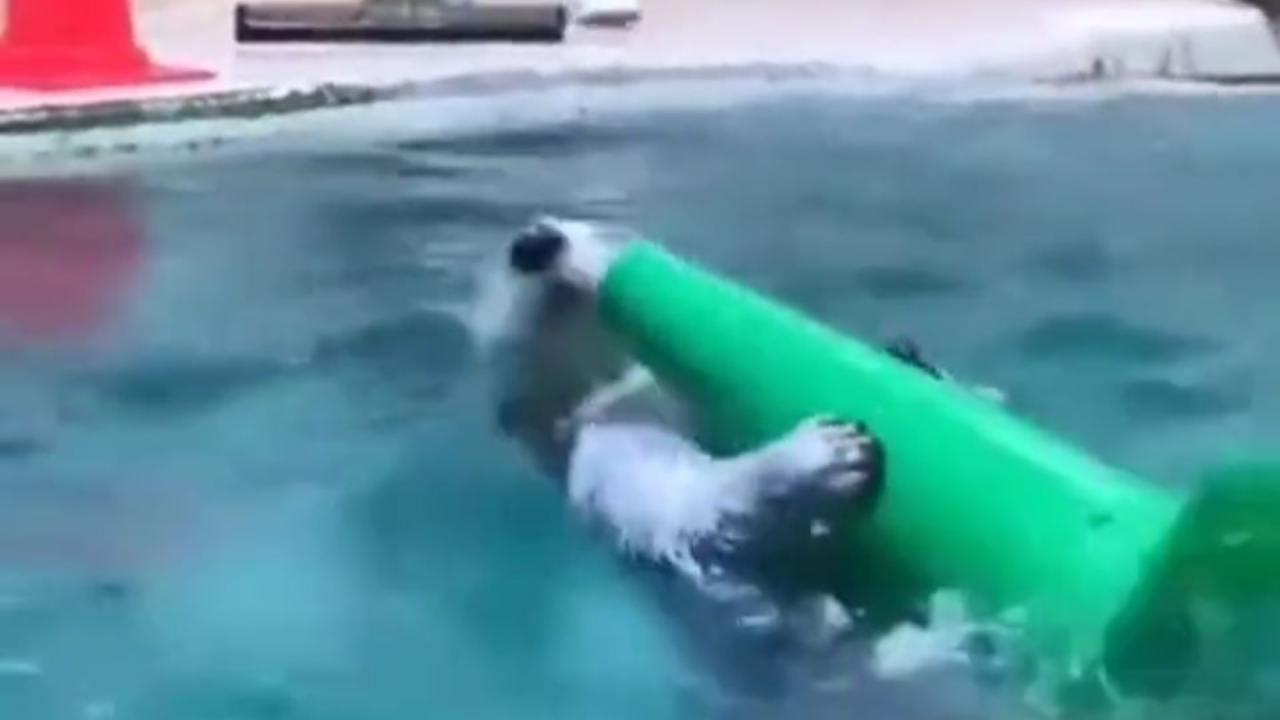 Watch Unexpected Teamwork | Clever Otter Assists Worker In Retrieving ...
