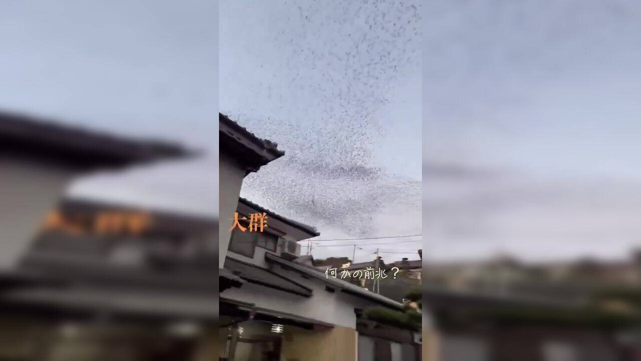 Viral Video: Birds Fly In Strange Pattern as Massive Earthquake Hits ...