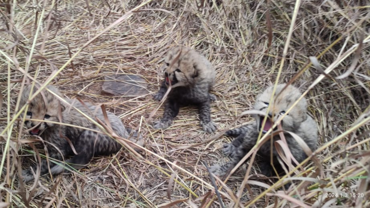 Namibian Cheetah Aasha Gives Birth To 3 Cheetah Cubs In Kuno National ...