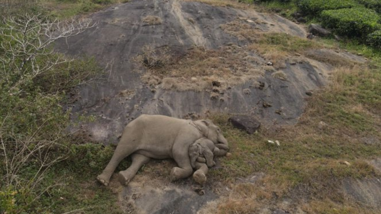 Ias: IAS Officer Shares Picture of Baby Elephant Sleeping in Mother's ...