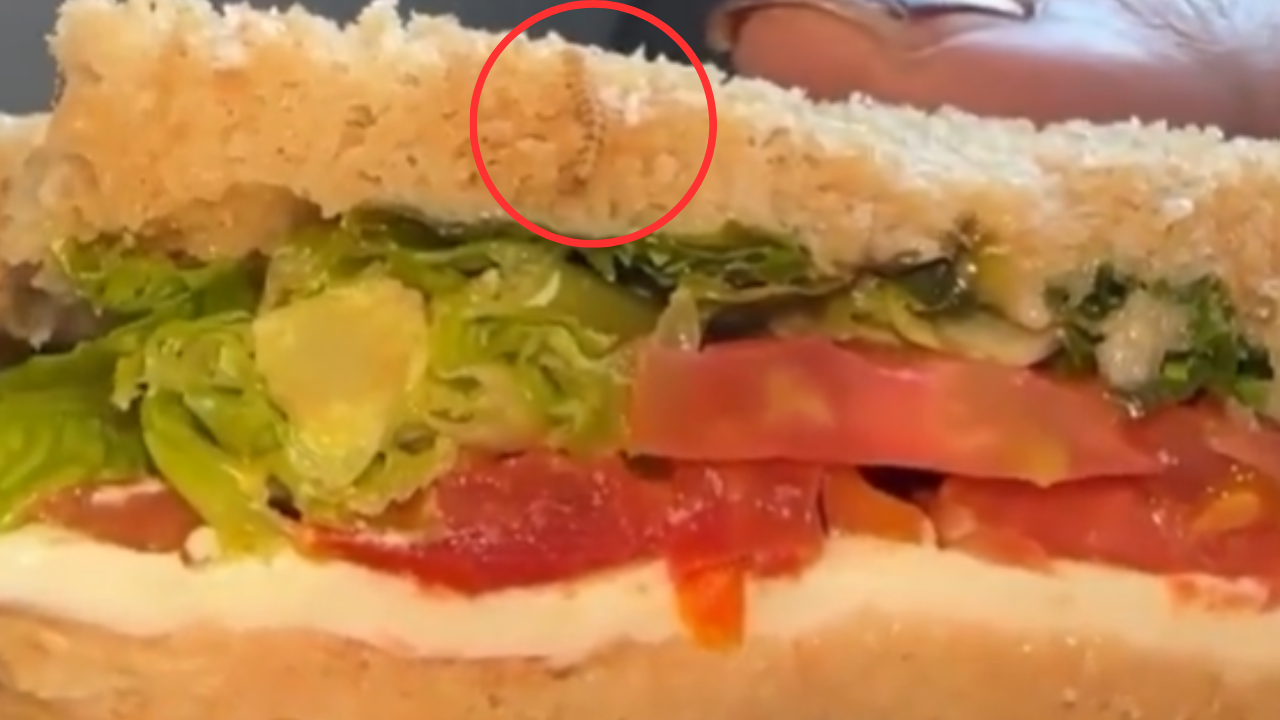 IndiGo Gets Show Cause Notice From FSSAI After Worm-Infested Sandwiches ...