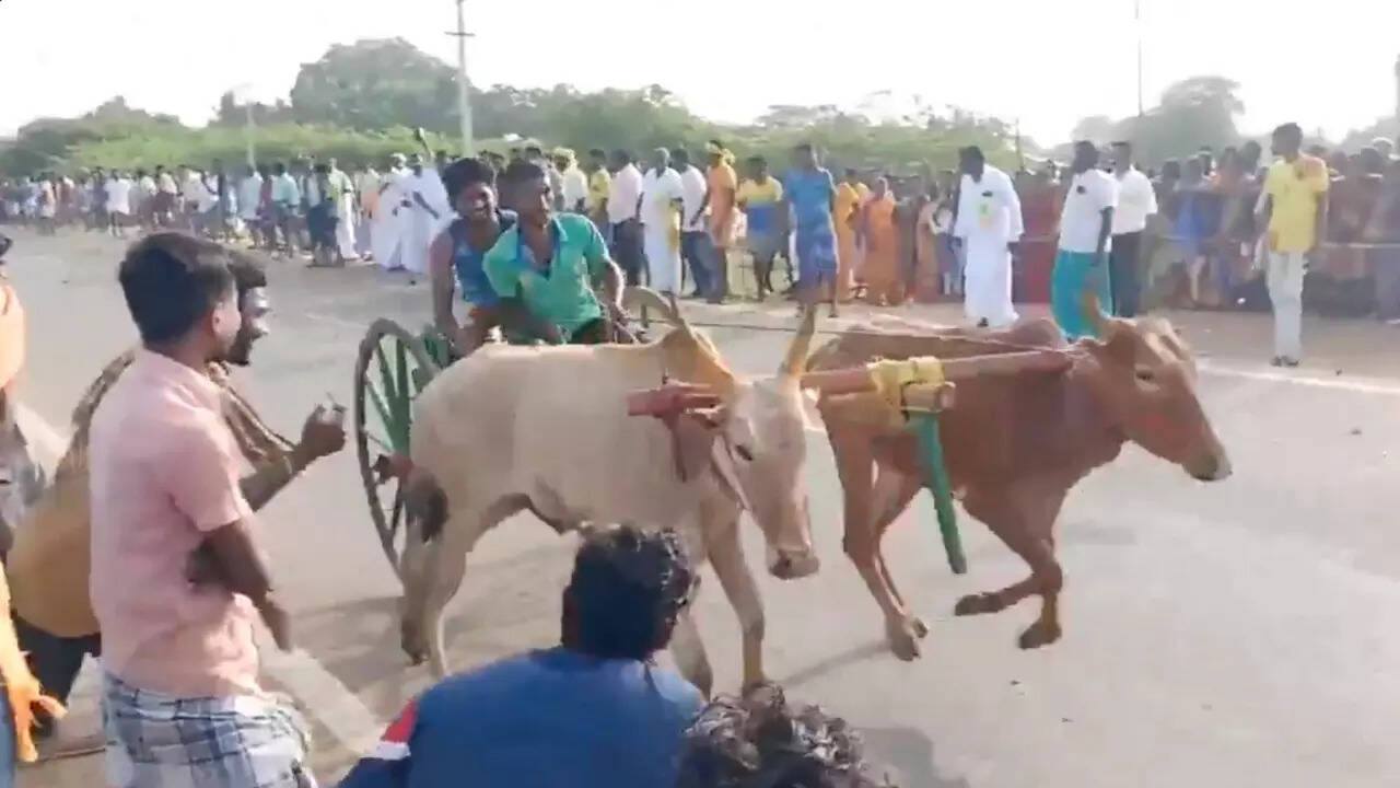 18th Century Freedom Fighter Honoured With Bullock Cart Race in Tamil ...