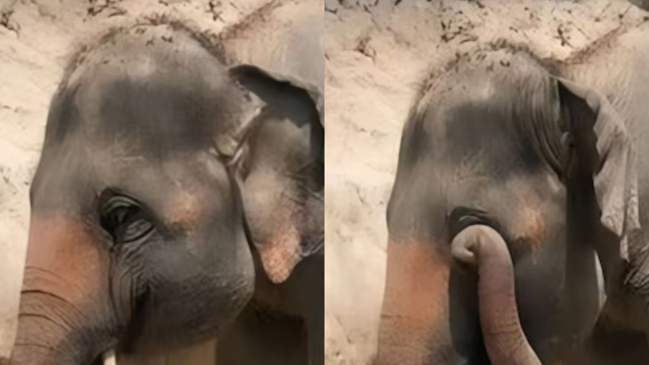 Watch: This Viral Video of An Elephant Rubbing its Eye Will Make You ...