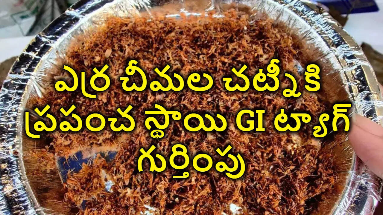ఎర్ర చీమల చట్నీకి GI ట్యాగ్ గుర్తింపు..పుల్లటి రుచికరమైన ఎర్ర చీమల ...