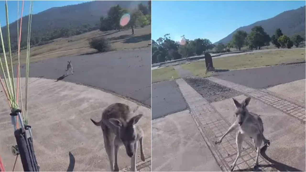 Australian Paraglider's Surprise: Kangaroo Attack Caught on Viral Video ...