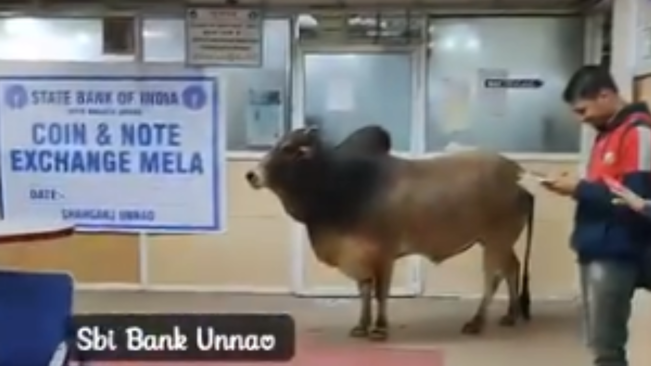 Bull in SBI Bank: Video Shows Bull Taking A Stroll In SBI Branch In UP ...
