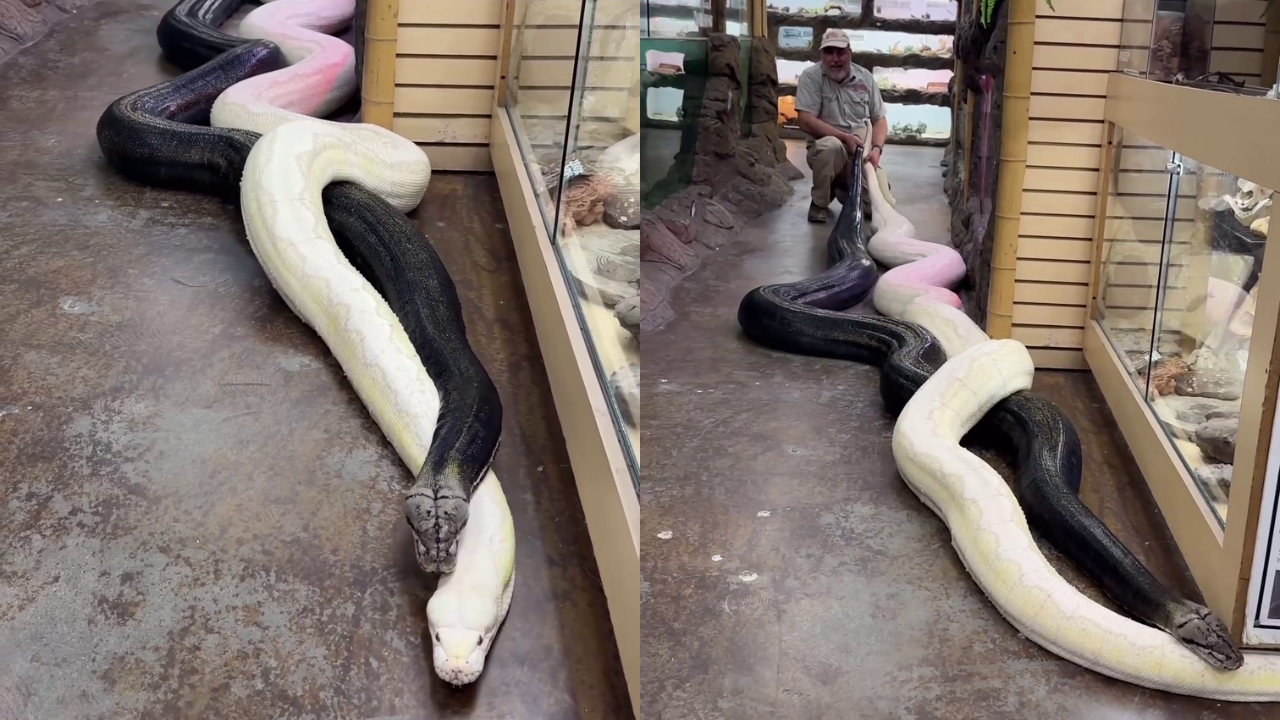 Viral Video: Huge White and Black Pythons Intertwine With Each Other ...