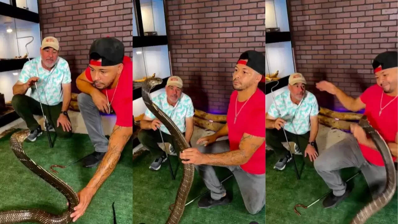 snake video cobra attack on a person video goes viral on social media - Snake Attack Video : तो ...