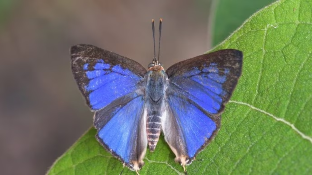 Rare Butterfly Species Unearthed in Western Ghats After 33 Years, IAS ...