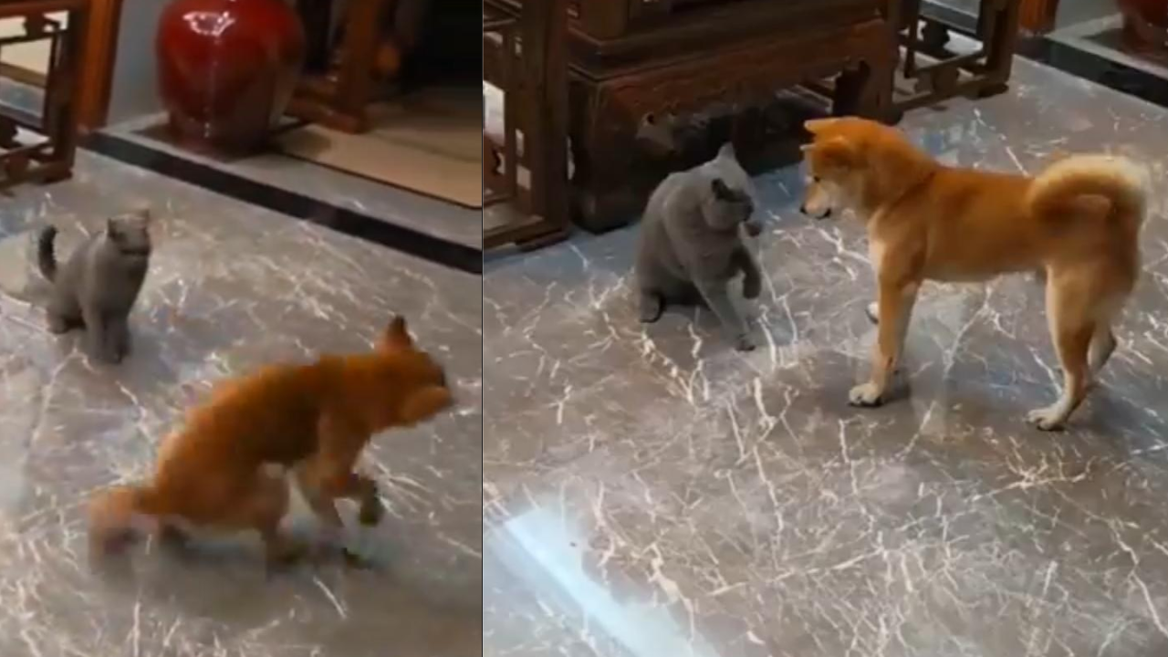 Watch: The Dog's Response to the Cat's Fury Will Have You Laughing ...