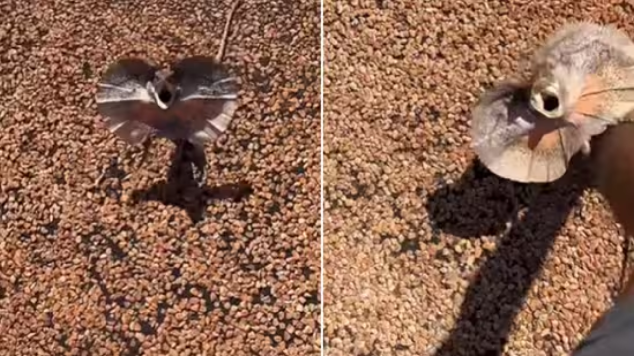 Frilled Lizard Chases Man to Climb Up His Body: Video Sends Shiver ...