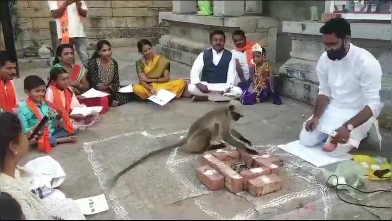 Langur Believed to be ‘Roop’ of Hanuman After Seemingly Bowing During ...
