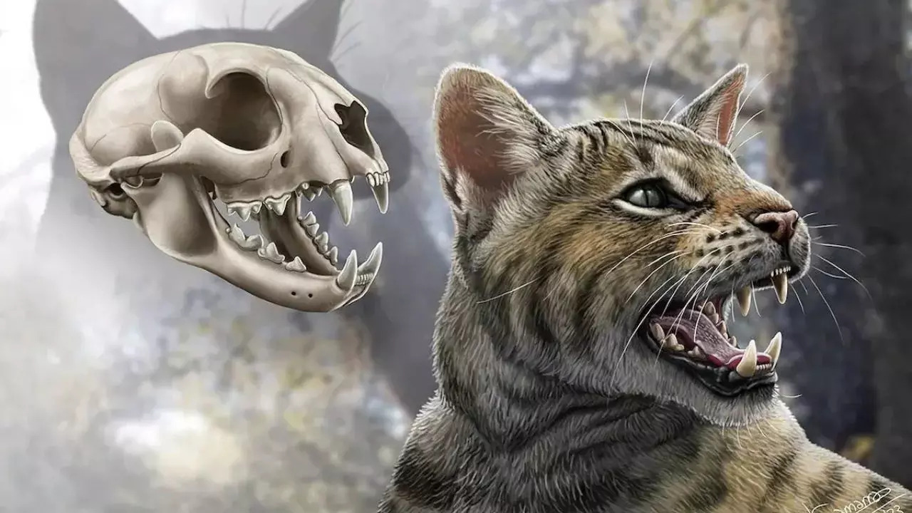 15-Million-Year-Old Cat Species Discovered At Spanish Fossil Site ...