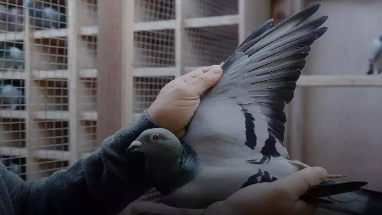 Pigeon Breeder Lung Disease : कबूतरांच्या संपर्कात आल्याने होऊ शकते ...